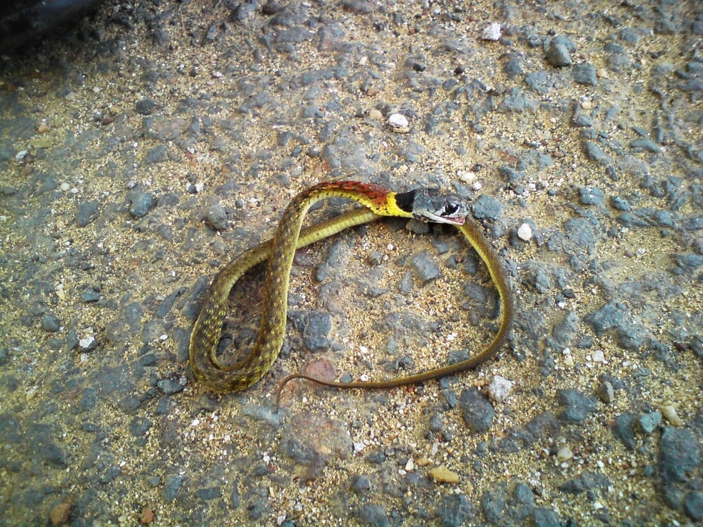 Heller's Red-necked Keelback from North Eastern Hill University ...
