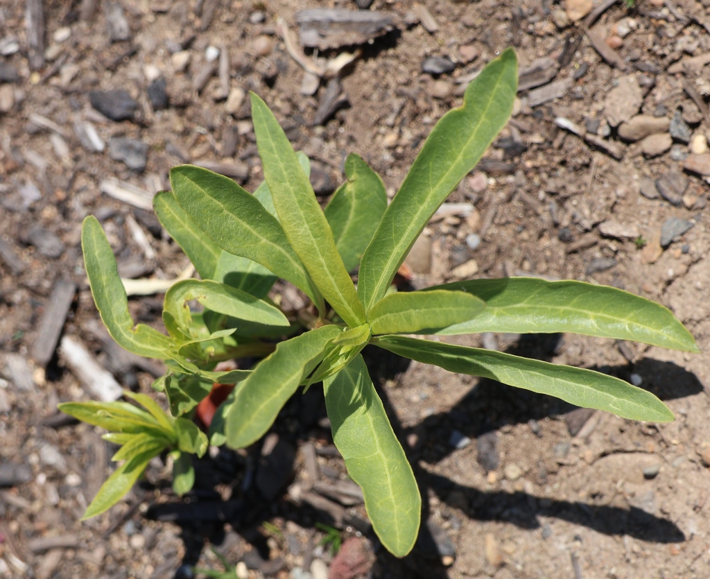 narrowleaf milkweed from FBP Native Plant Nursery Lane County, OR, USA ...