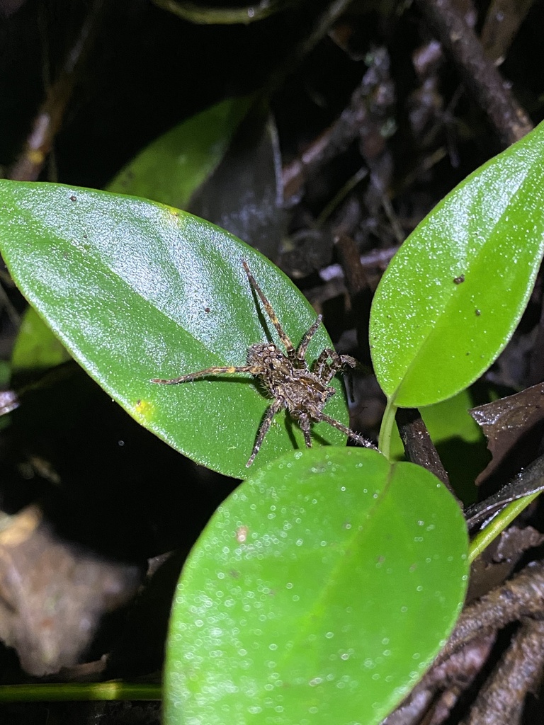 Wandering Spiders from Mera, EC-PA, EC on April 28, 2025 at 10:56 PM by ...