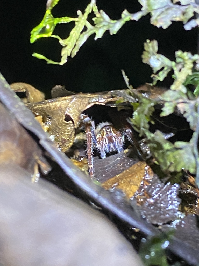 Wandering Spiders from Mera, EC-PA, EC on April 28, 2025 at 09:22 PM by ...