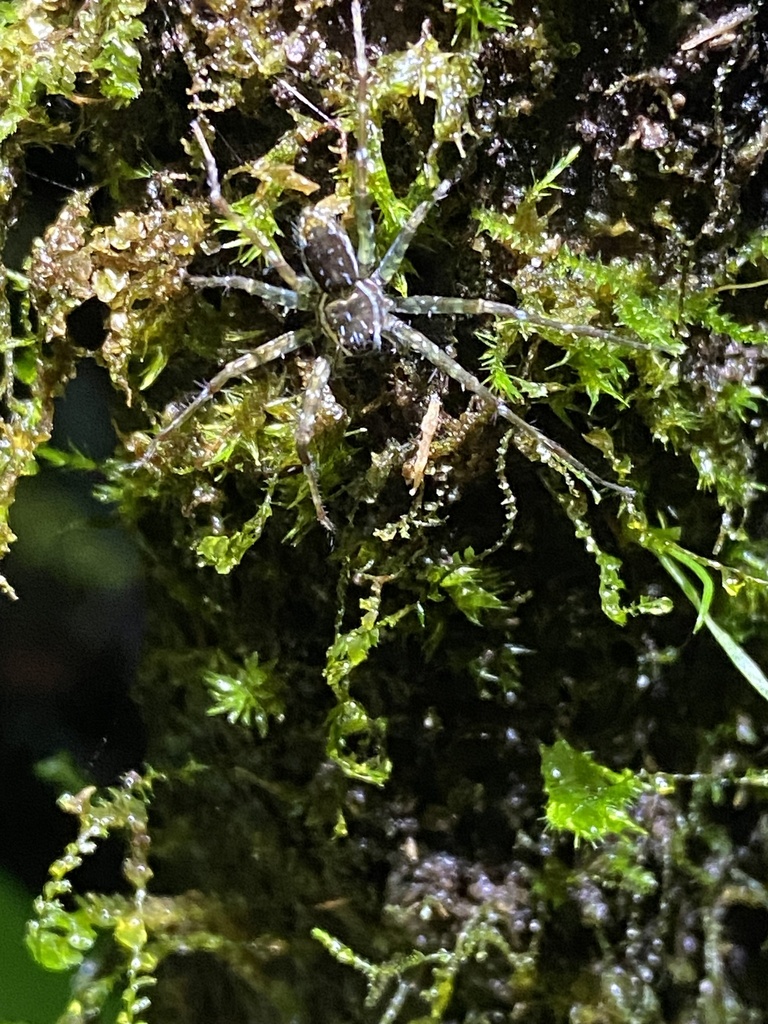 Wolf Spiders and Allies from Mera, EC-PA, EC on April 28, 2025 at 10:54 ...