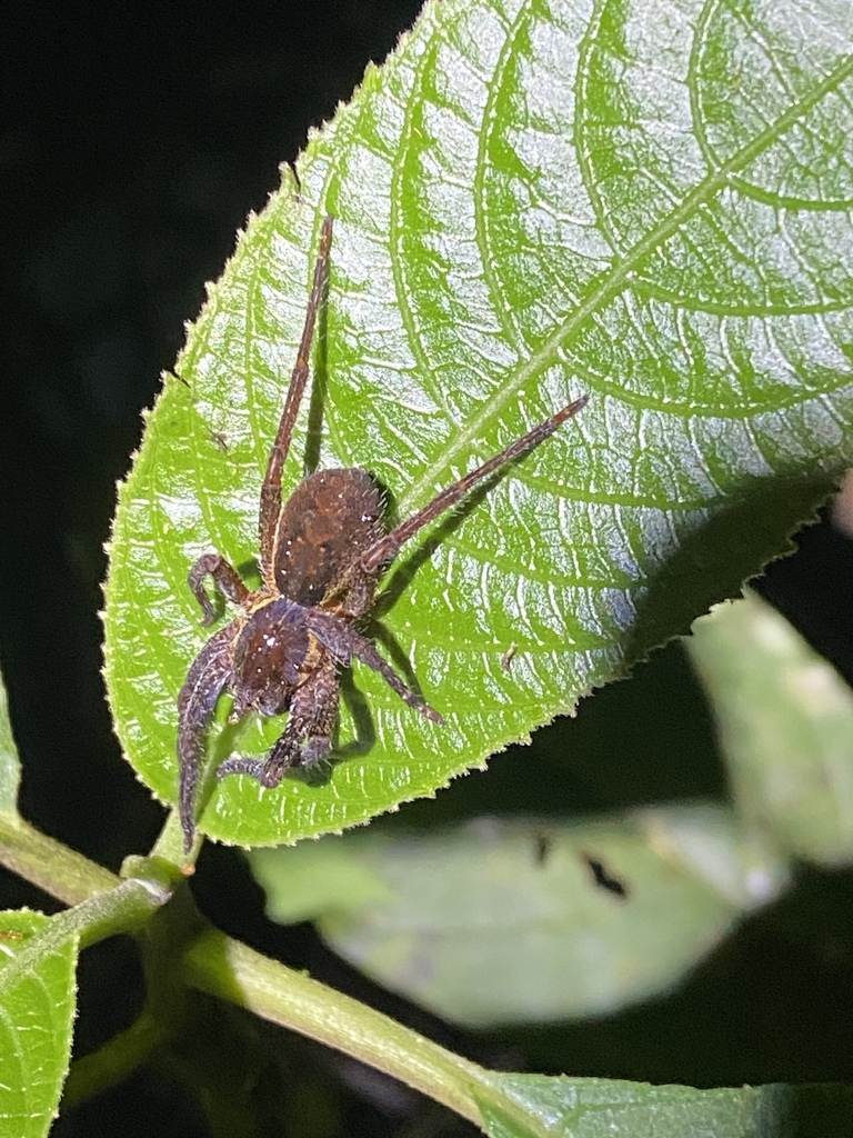 Wandering Spiders from Mera, EC-PA, EC on April 28, 2025 at 08:53 PM by ...