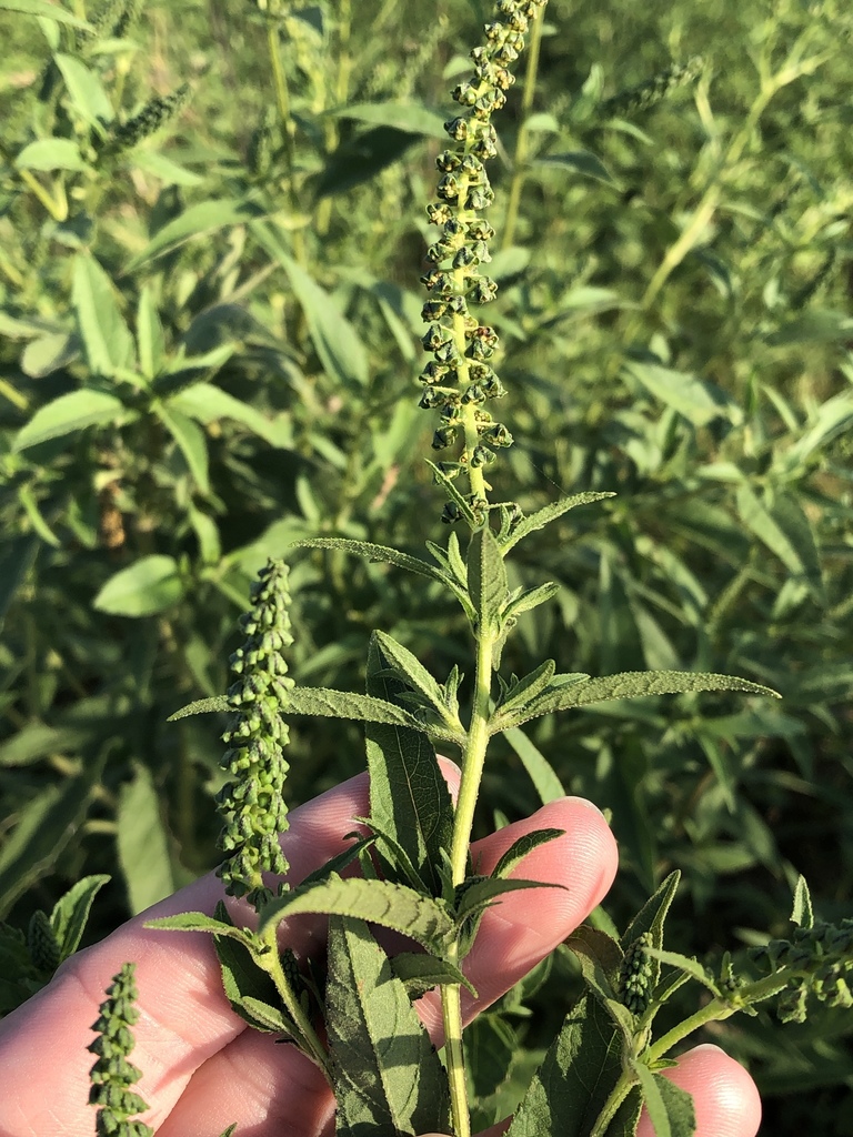giant ragweed from Winscott-Plover Rd, Fort Worth, TX, US on August 29 ...