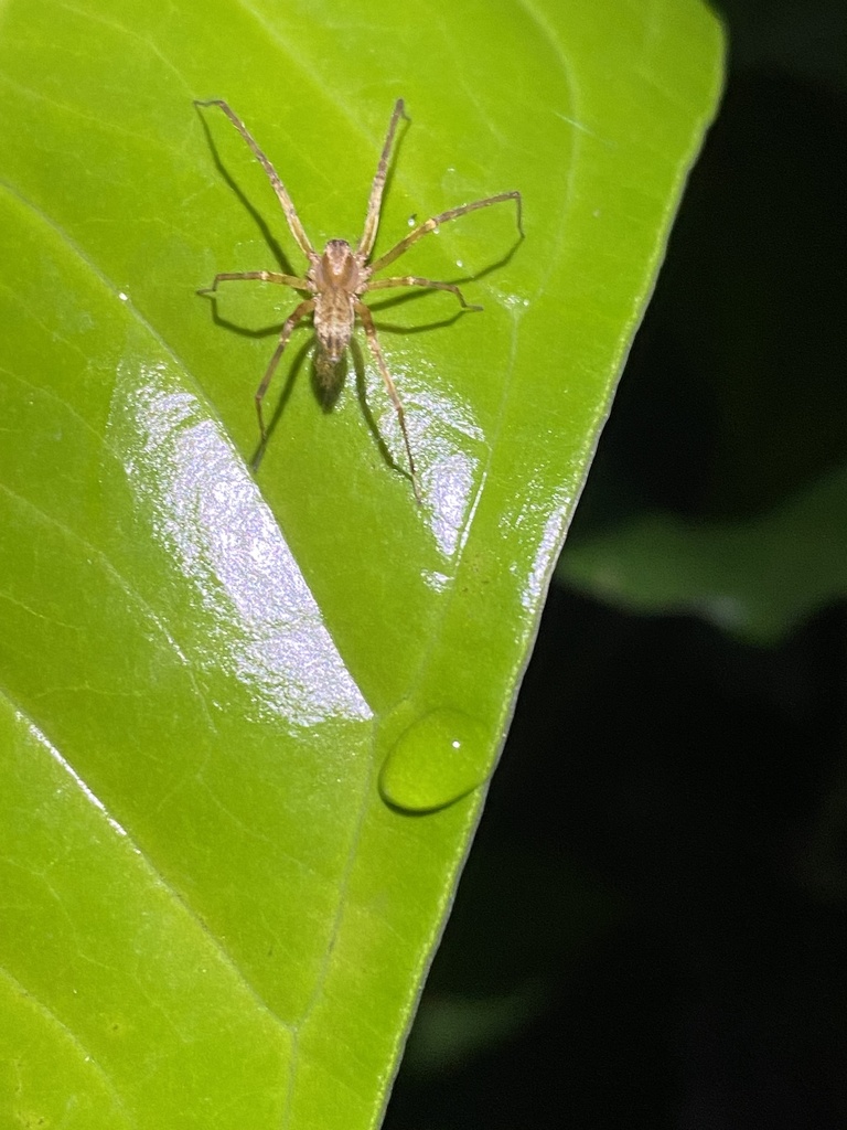 Wolf Spiders and Allies from Mera, EC-PA, EC on April 28, 2025 at 08:39 ...