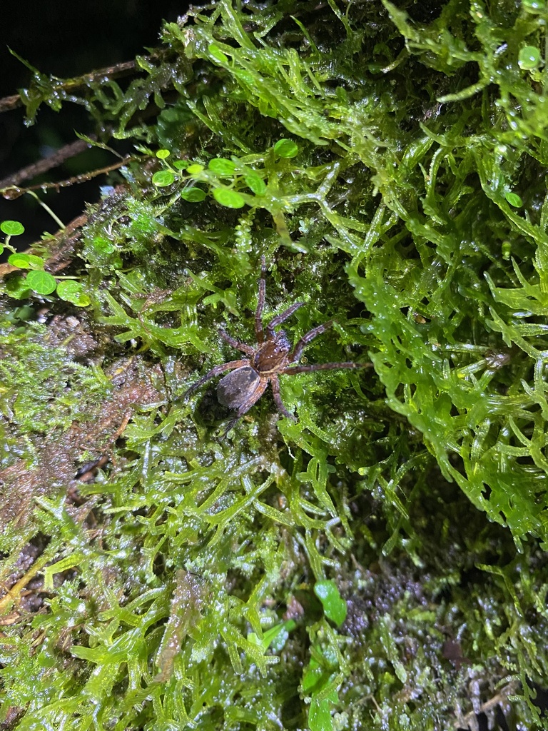 Wandering Spiders from Mera, EC-PA, EC on April 28, 2025 at 10:40 PM by ...