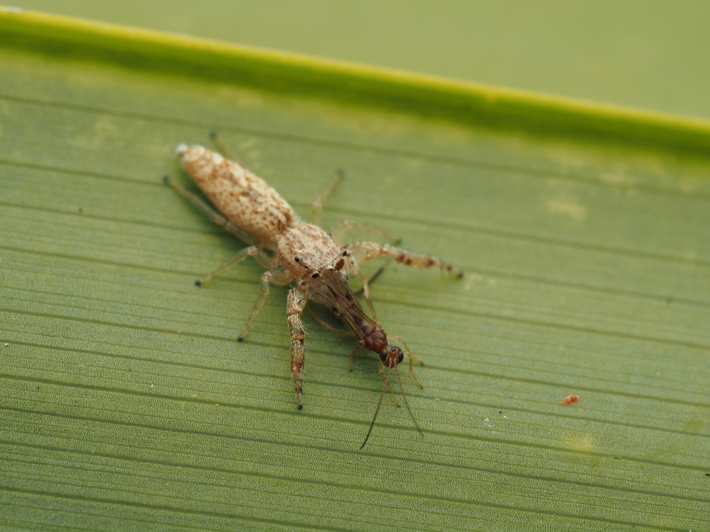 Ichneumonid and Braconid Wasps from Miami-Dade County, FL, USA on April ...