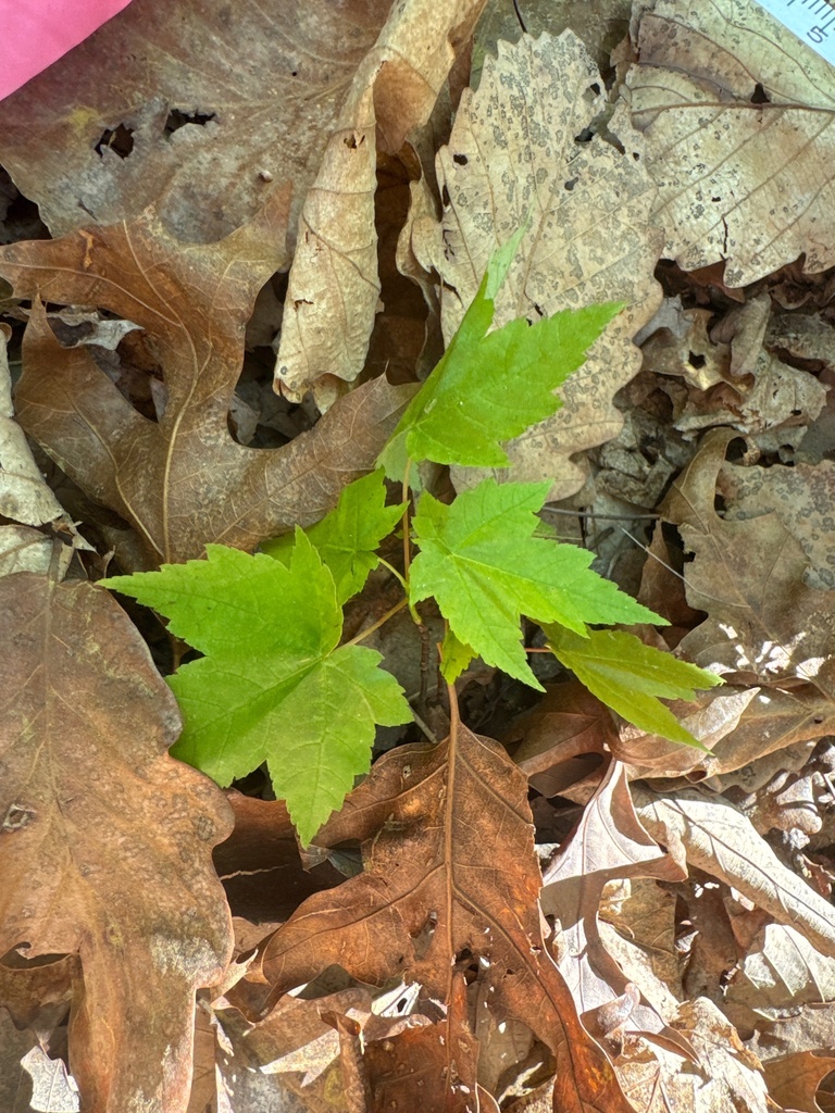 Eastern Red Maple from Edith J. Carrier Arboretum, Harrisonburg, VA, US ...