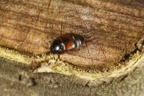 Colopterus inflatipennis · iNaturalist