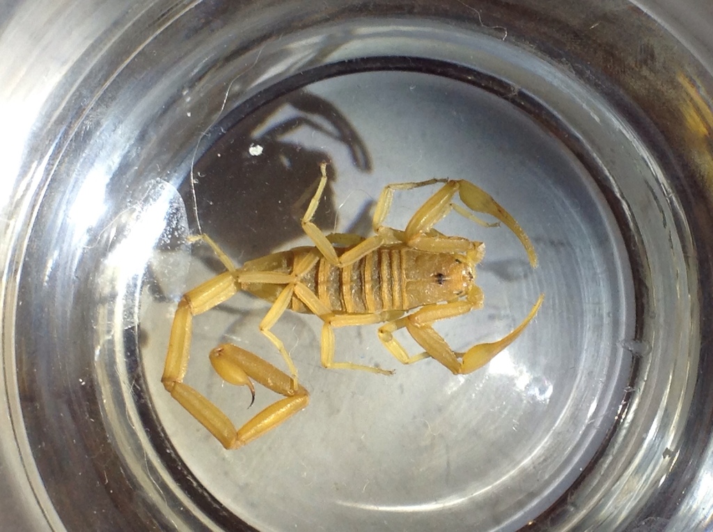 Arizona Bark Scorpion from W Saint Anne Ave, Phoenix, AZ, US on August ...