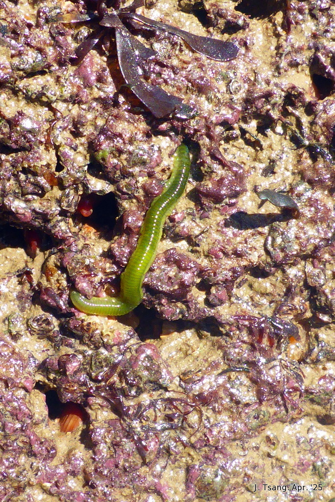 Emerald green paddle worm from Cremyll, UK on April 30, 2025 at 01:11 ...