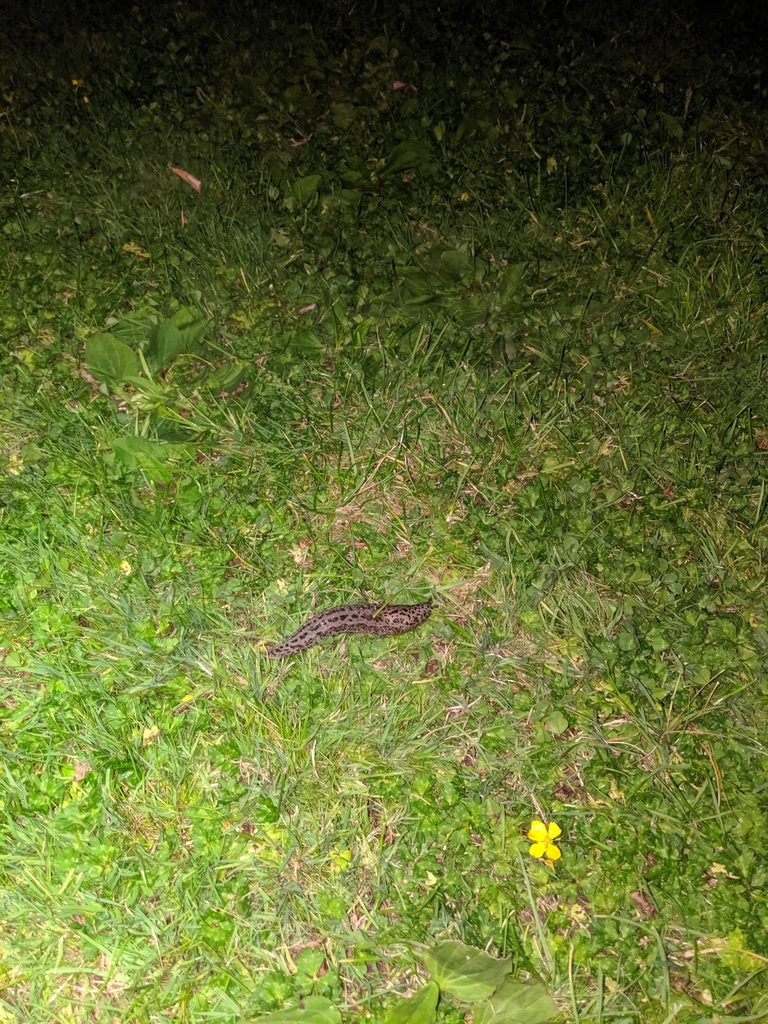 Leopard Slug from Seattle on August 15, 2019 by DAS · iNaturalist