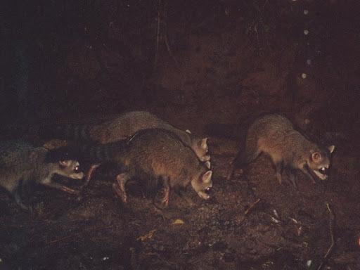 Crab-eating Raccoon from Cocha Cashu Biological Station, Manu NP, Peru ...