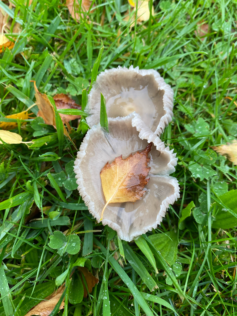 mushrooms, bracket fungi, puffballs, and allies from Selwyn St, Leeston ...