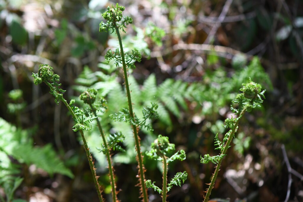 broad buckler-fern from York, UK on April 27, 2025 at 12:17 PM by Kian ...