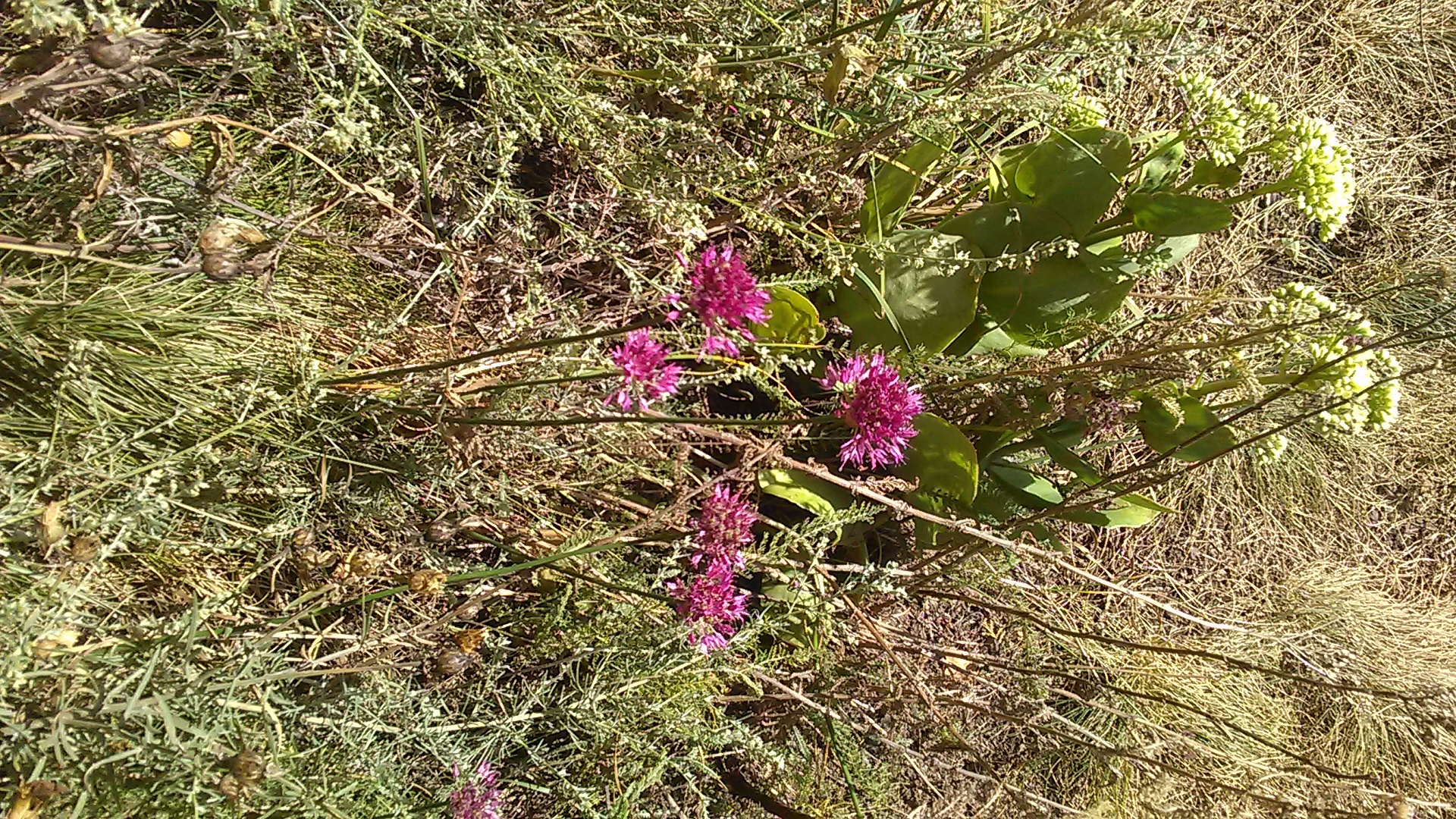 Allium saxatile M.Bieb.