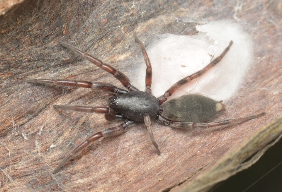 White-tailed Spiders from Sandy Camp Road, Lytton, QLD, AU on August 30 ...