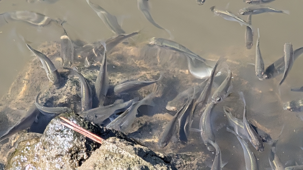 Sea Mullet from 1-1 Hamarikyūteien, Chuo City, Tokyo 104-0046, Japan on ...