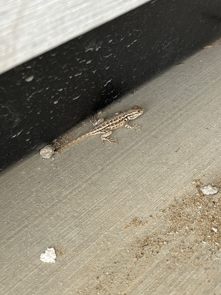 Common Sagebrush Lizard from E 75 S, Bountiful, UT, US on April 30 ...