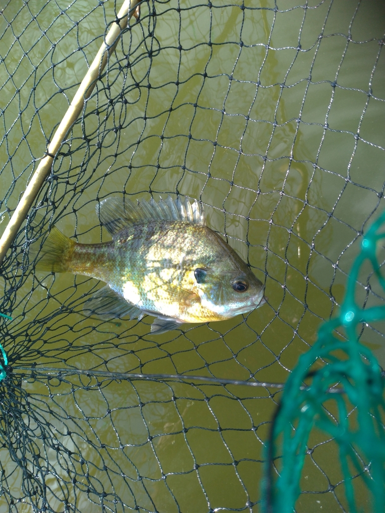 Bluegill from 南韓京畿道廣州市 on August 30, 2019 at 04:34 PM by mfchuang ...