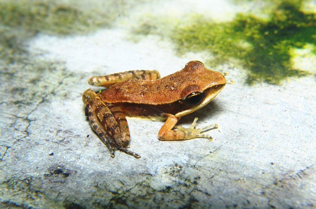 Cope's Assam Frog from North Eastern Hill University, Shillong ...
