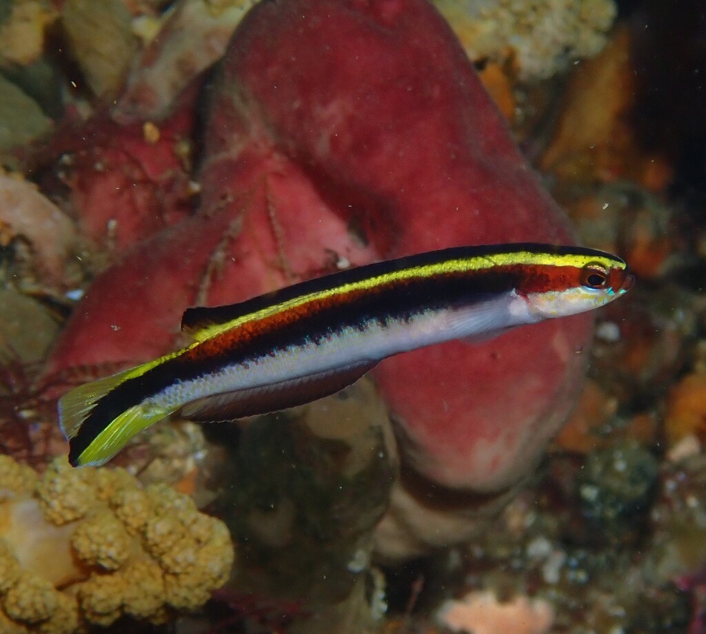 Eastern Hulafish from Beware Reef, Australia on April 25, 2025 at 10:16 ...