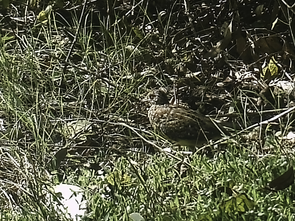 Painted Buttonquail from Lyons QLD 4124, Australia on March 13, 2025 at ...