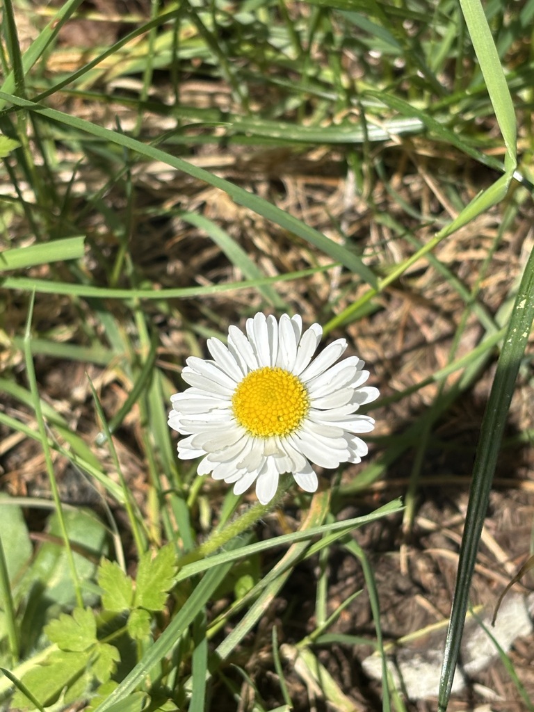 Lawn daisy from Benton County, US-OR, US on April 26, 2025 at 01:40 PM ...