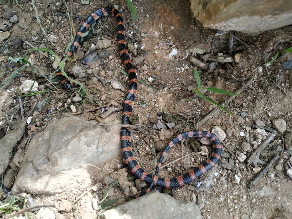 Sichuan Wolf Snake from Huairou, Beijing, China on August 28, 2019 at ...