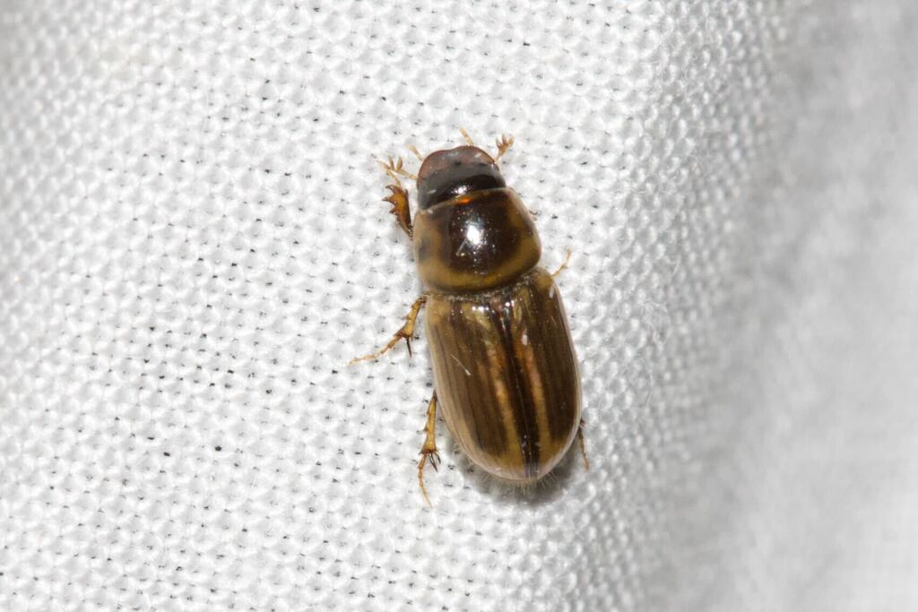 Labarrus cincticulus from Eden Valley SA 5235, Australia on April 10 ...