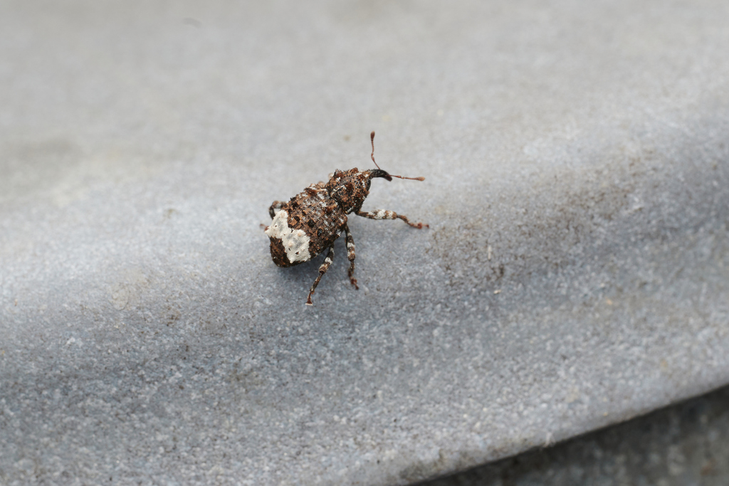 Colobodes from 中国天目山风景区 on June 04, 2023 at 10:00 PM by Li Jianbo ...