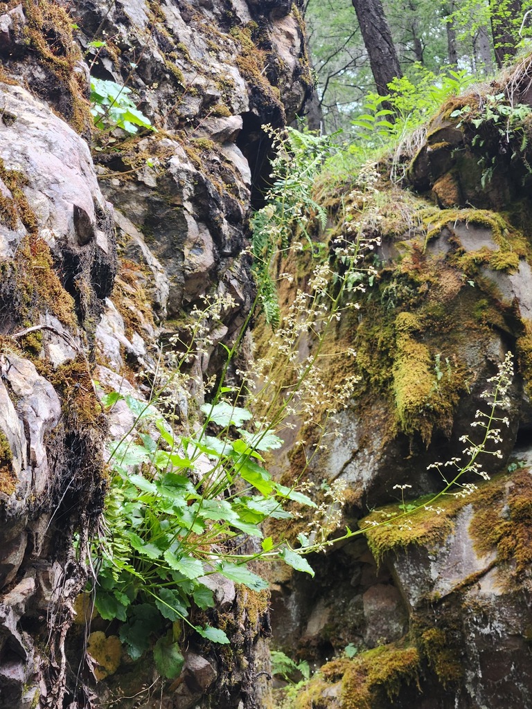 crevice alumroot from Douglas County, US-OR, US on April 26, 2025 at 03 ...