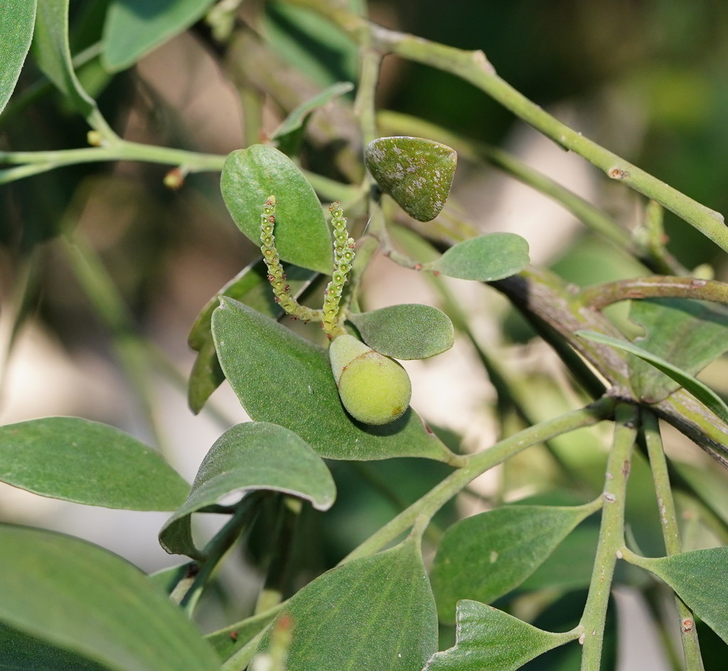 Broad Leaved Native Cherry from Emerald Creek Falls, Mareeba QLD 4880 ...