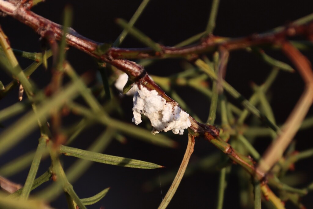 Scale Insects from Strathfieldsaye VIC 3551, Australia on April 21 ...