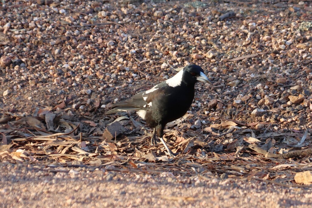 Southeastern White-backed Magpie from Bendigo VIC, Australia on April ...