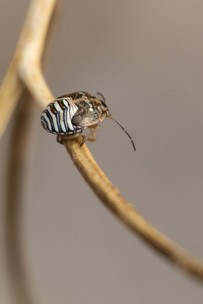 Thyanta from Castle Rock, CO, USA on August 07, 2019 at 06:22 PM by ...