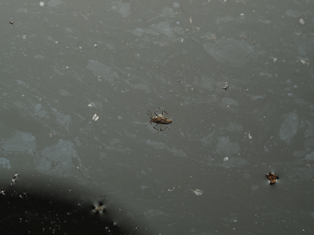Microvelia pulchella from Coral Terrace, FL, USA on April 28, 2025 at ...