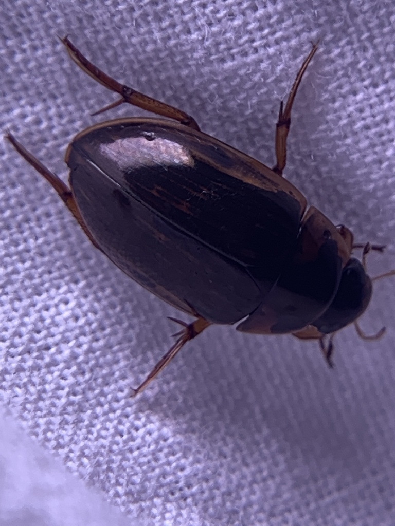 Tropisternus collaris from Angleton, TX, US on April 25, 2025 at 08:50 ...