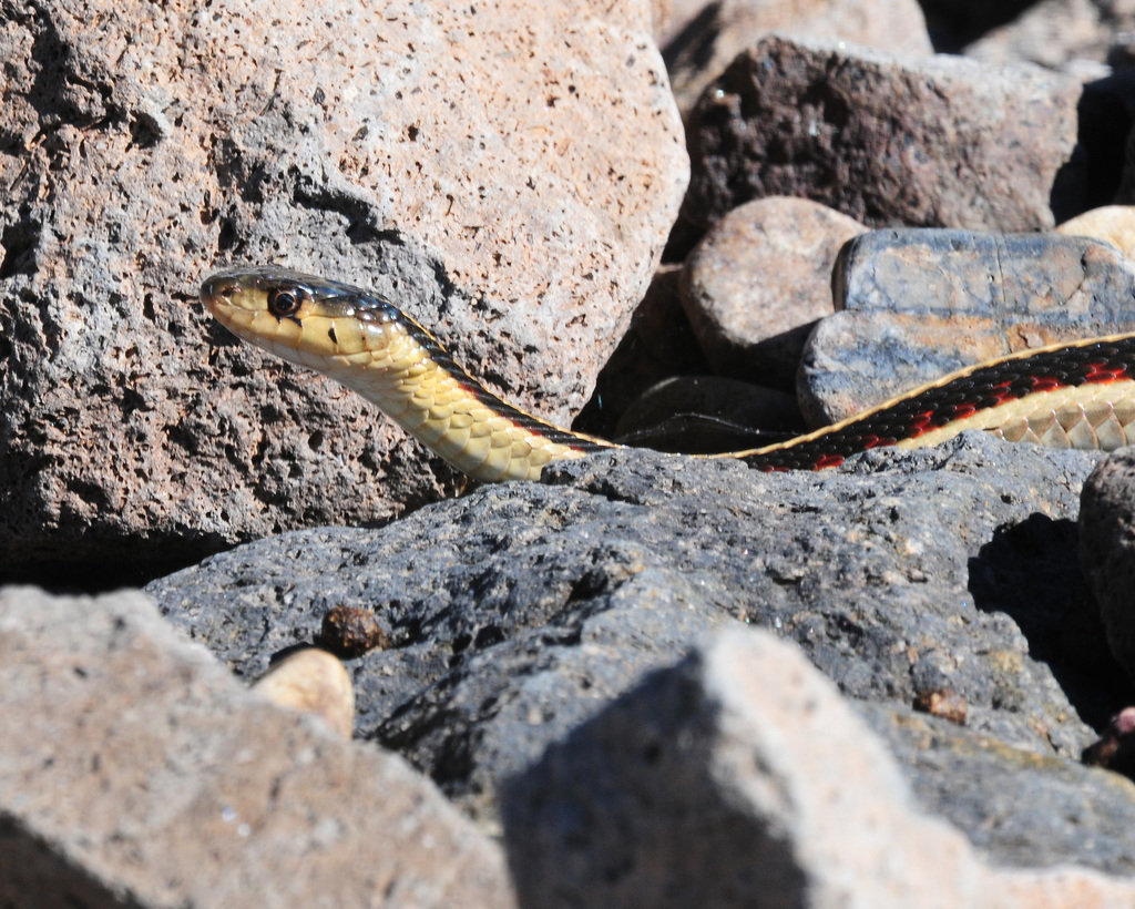 Valley Garter Snake from Bridgeport Reservoir, CA on September 17, 2016 ...