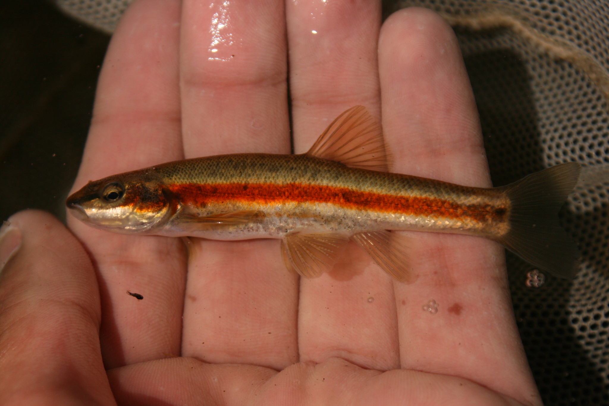 Western Blacknose Dace Scientific Name