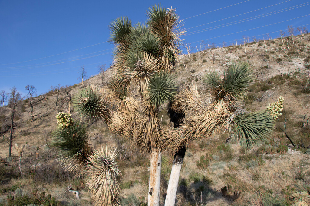Western Joshua Tree from San Bernardino County, CA, USA on April 30 ...