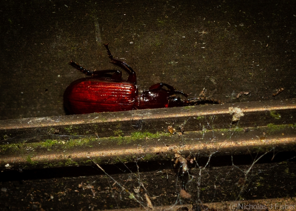 Ground Beetles from Tamborine Mountain QLD 4272, Australia on April 29 ...