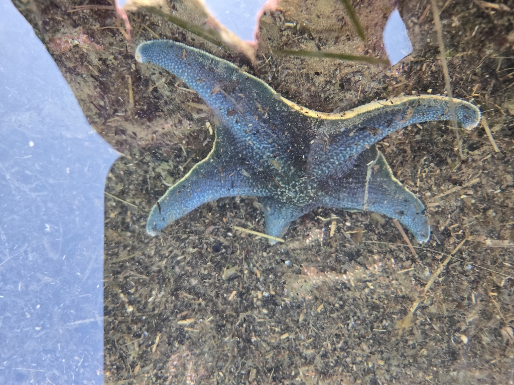 Bat Star from Coos County, OR, USA on April 30, 2025 at 09:43 AM by ...