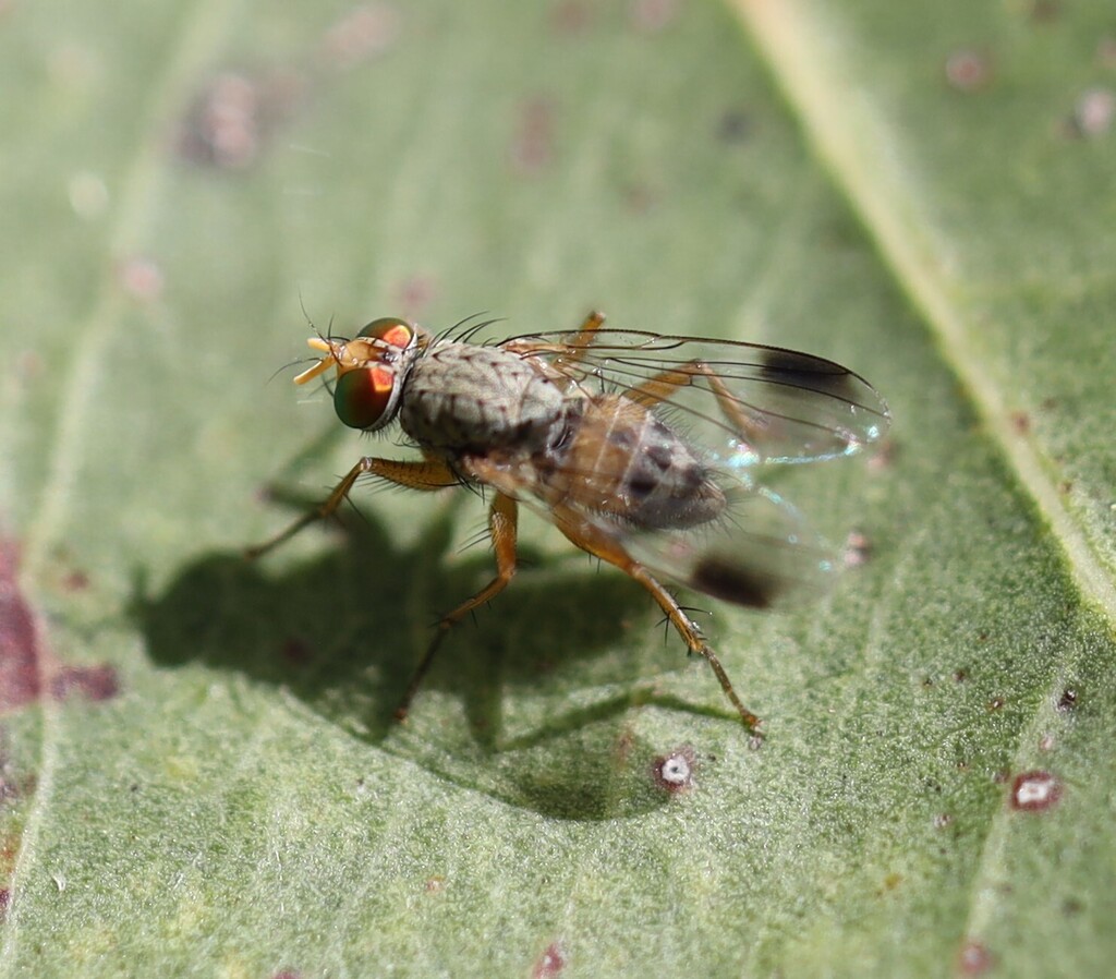 Pygophora apicalis from Kerry QLD 4285, Australia on April 30, 2025 at ...
