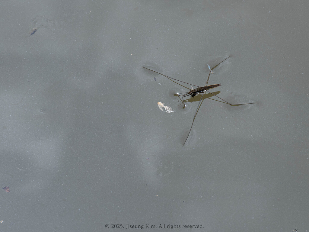 Giant Water Strider from 일본 〒625-0015 교토부 마이즈루시 오카야스 on April 19, 2025 ...