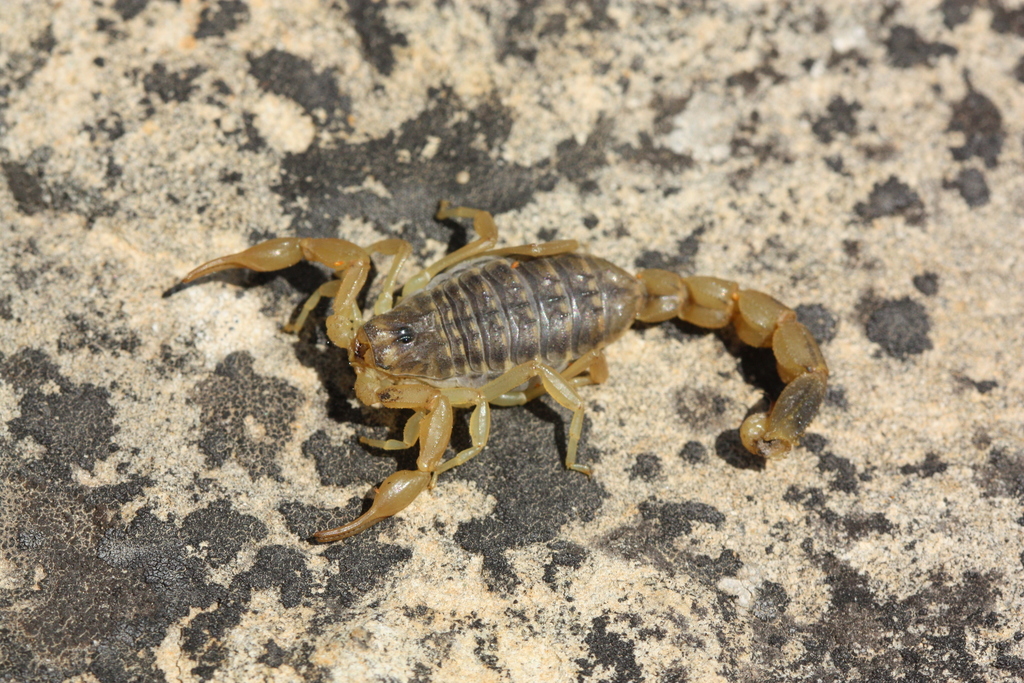 Mesobuthus eupeus (Scorpions of Azerbaijan) · iNaturalist