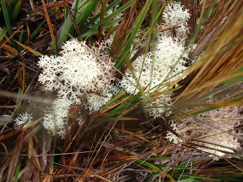 spindles and structured lichens from Cuenca, Ecuador on August 24, 2019 ...