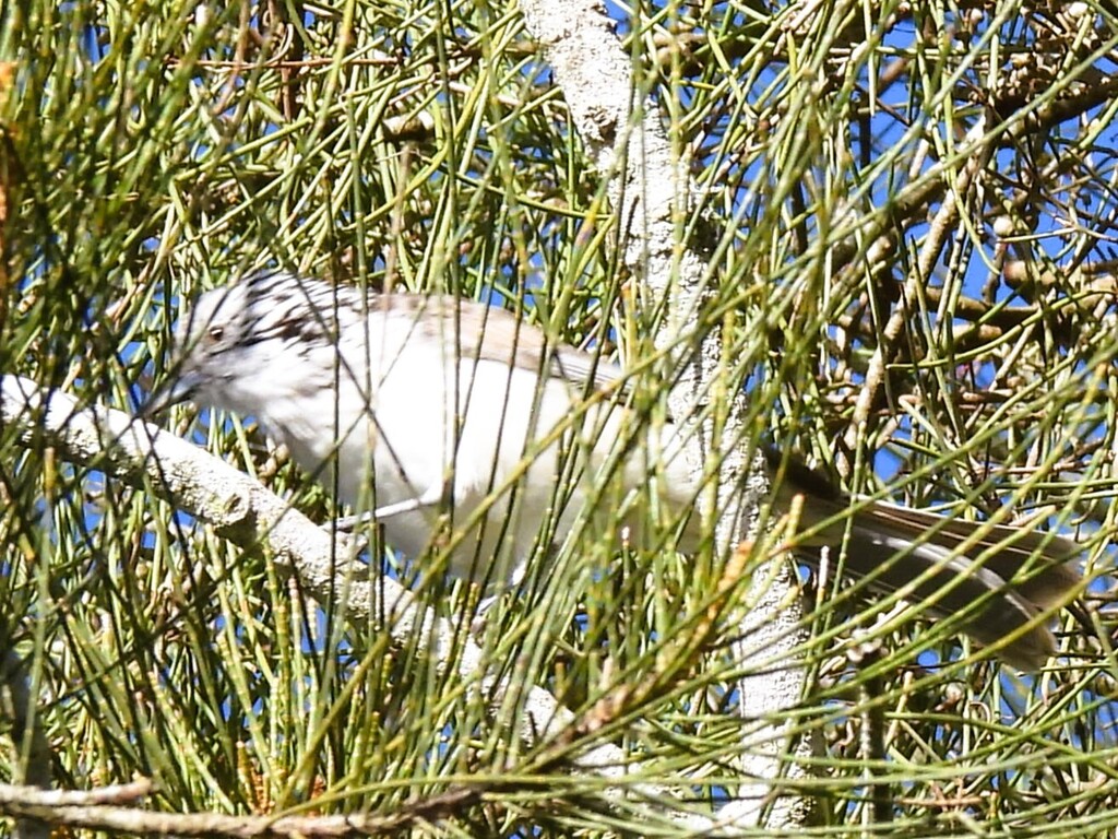 Striped Honeyeater from Ghinni Ghinni NSW 2430, Australia on May 1 ...
