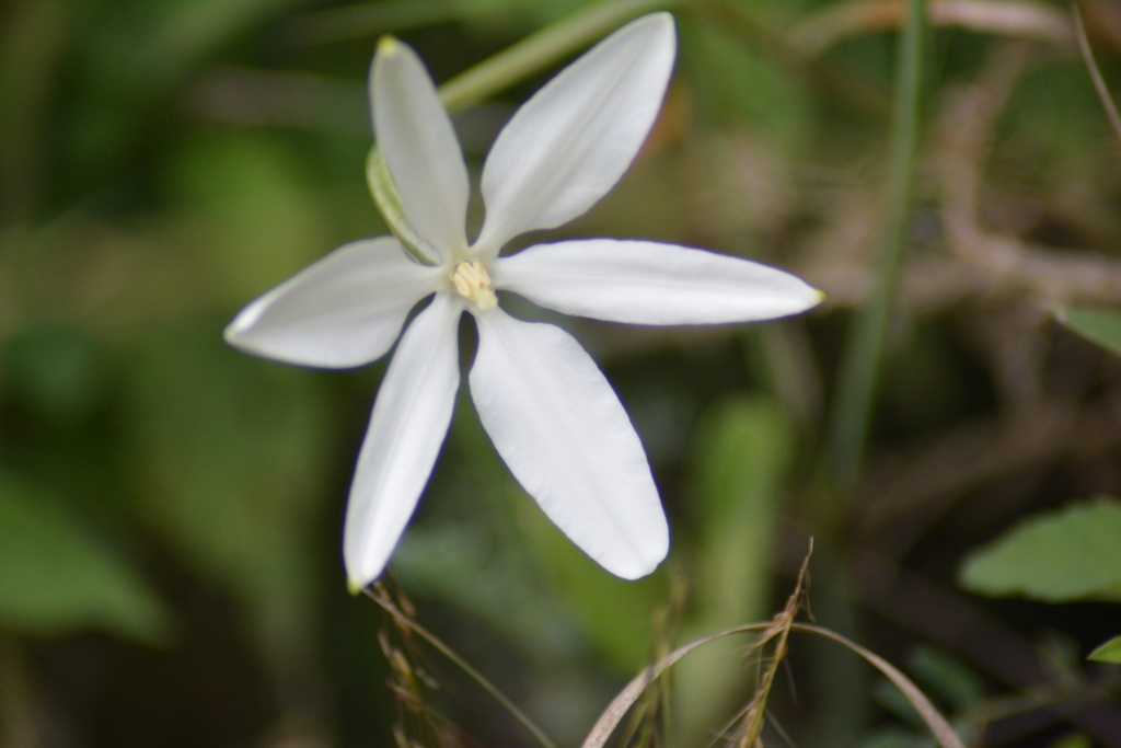 Mexican star (Milla biflora) - Botanical Realm