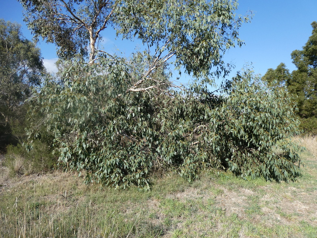 Swamp Gum from Melbourne VIC, Australia on May 1, 2025 at 02:06 PM by ...