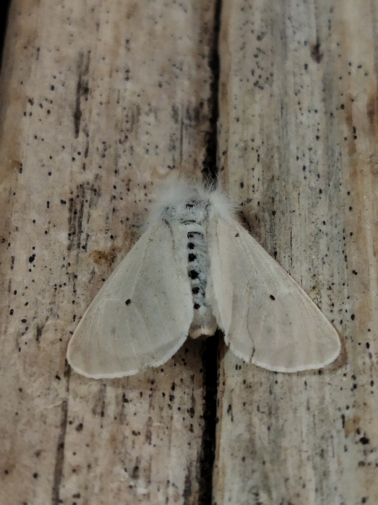 Muslin Moth from 4292 Dobri dol, Bulgaria on April 30, 2025 at 09:52 PM ...